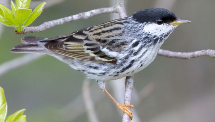 Flying on Fumes: How Birds Meet Their Oxygen Demands at High Altitude ...
