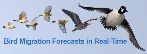The Basics of Bird Migration: How, Why, and Where | All About Birds