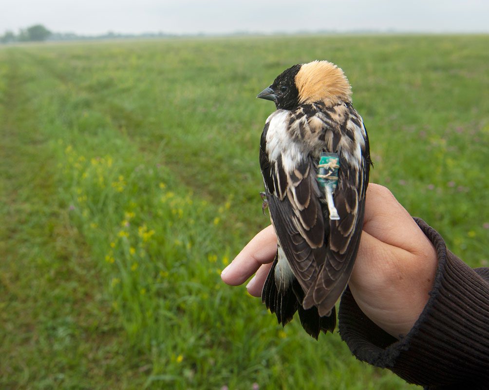 The New Migration Science | Living Bird | All About Birds