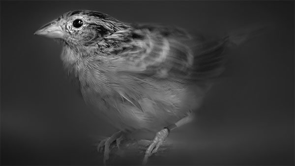 Flying on Fumes: How Birds Meet Their Oxygen Demands at High Altitude ...
