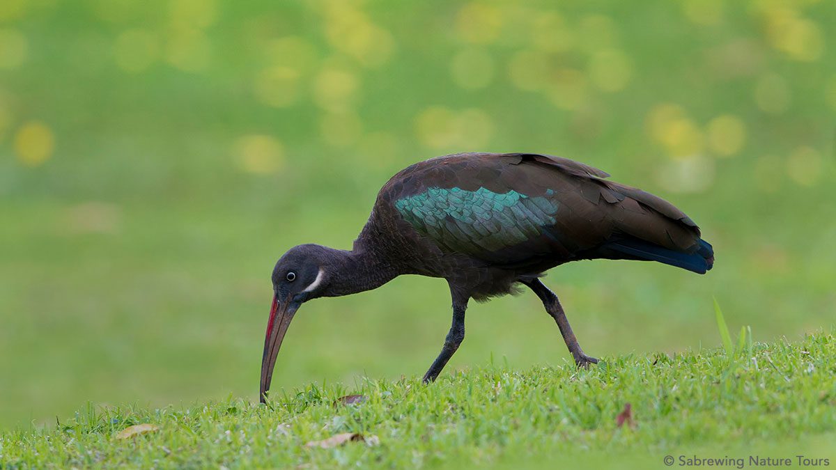 7 Things a Uganda Safari Taught Me About Birding Back Home | All About ...