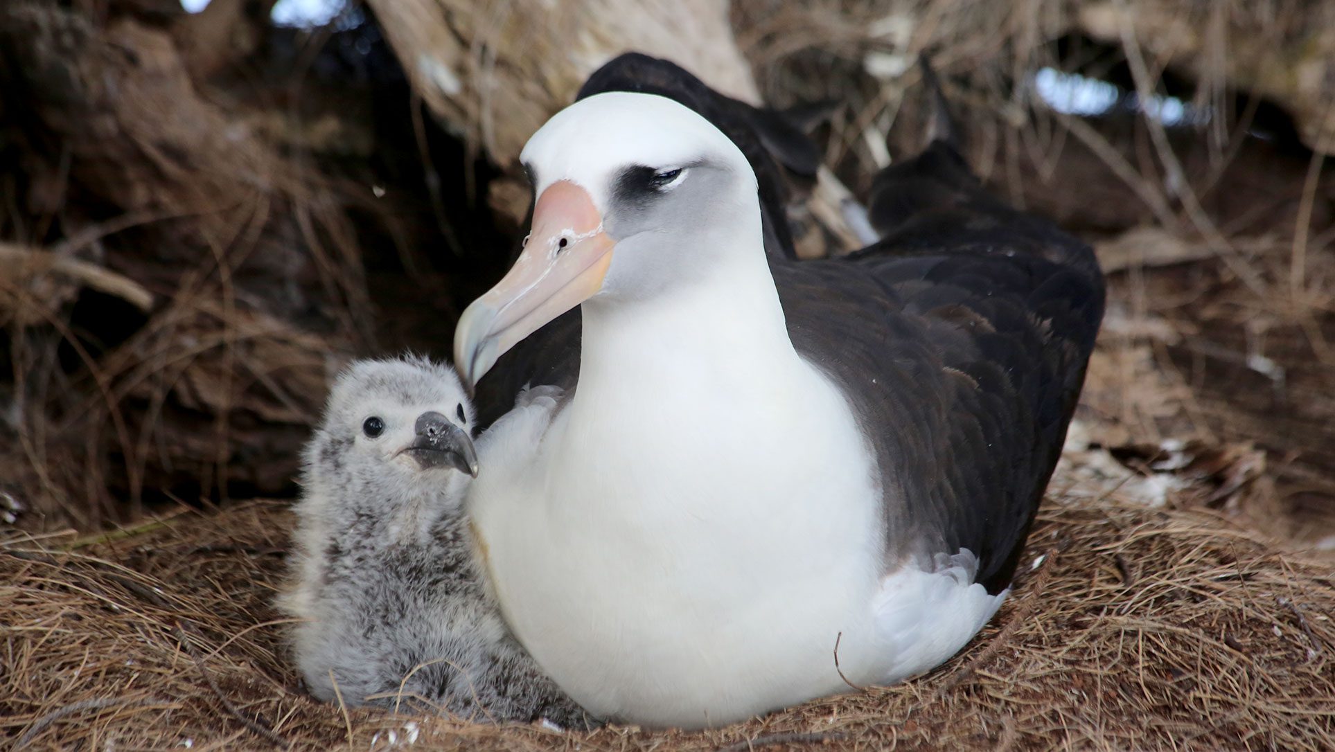 Impossible Journeys of the Laysan Albatross | Living Bird | All About Birds