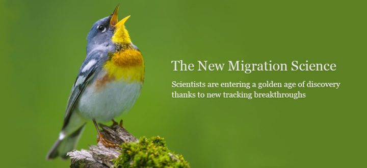 Flying on Fumes: How Birds Meet Their Oxygen Demands at High Altitude ...