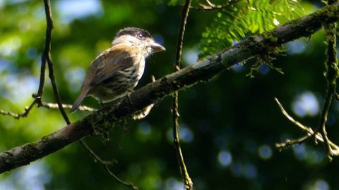 7 Things a Uganda Safari Taught Me About Birding Back Home | All About ...
