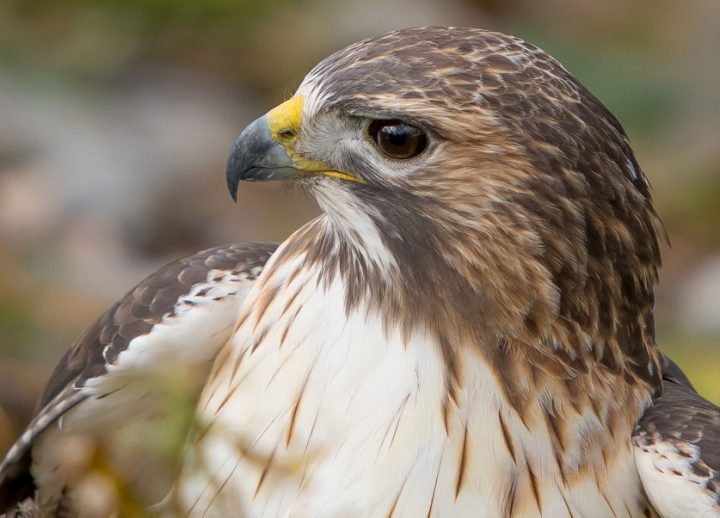 Plans to Create a Lasting Tribute to Ezra the Red-tailed Hawk | All ...