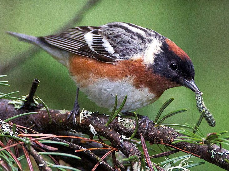 When Will Spring Bird Migration Hit Its Peak? BirdCast Has Answers ...