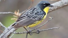 The Beauty and Biology of Egg Color | Living Bird | All About Birds