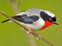 Analysis: The Economic Value of Birds | Living Bird | All About Birds