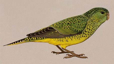 A New Dawn for the Night Parrot | Living Bird | All About Birds