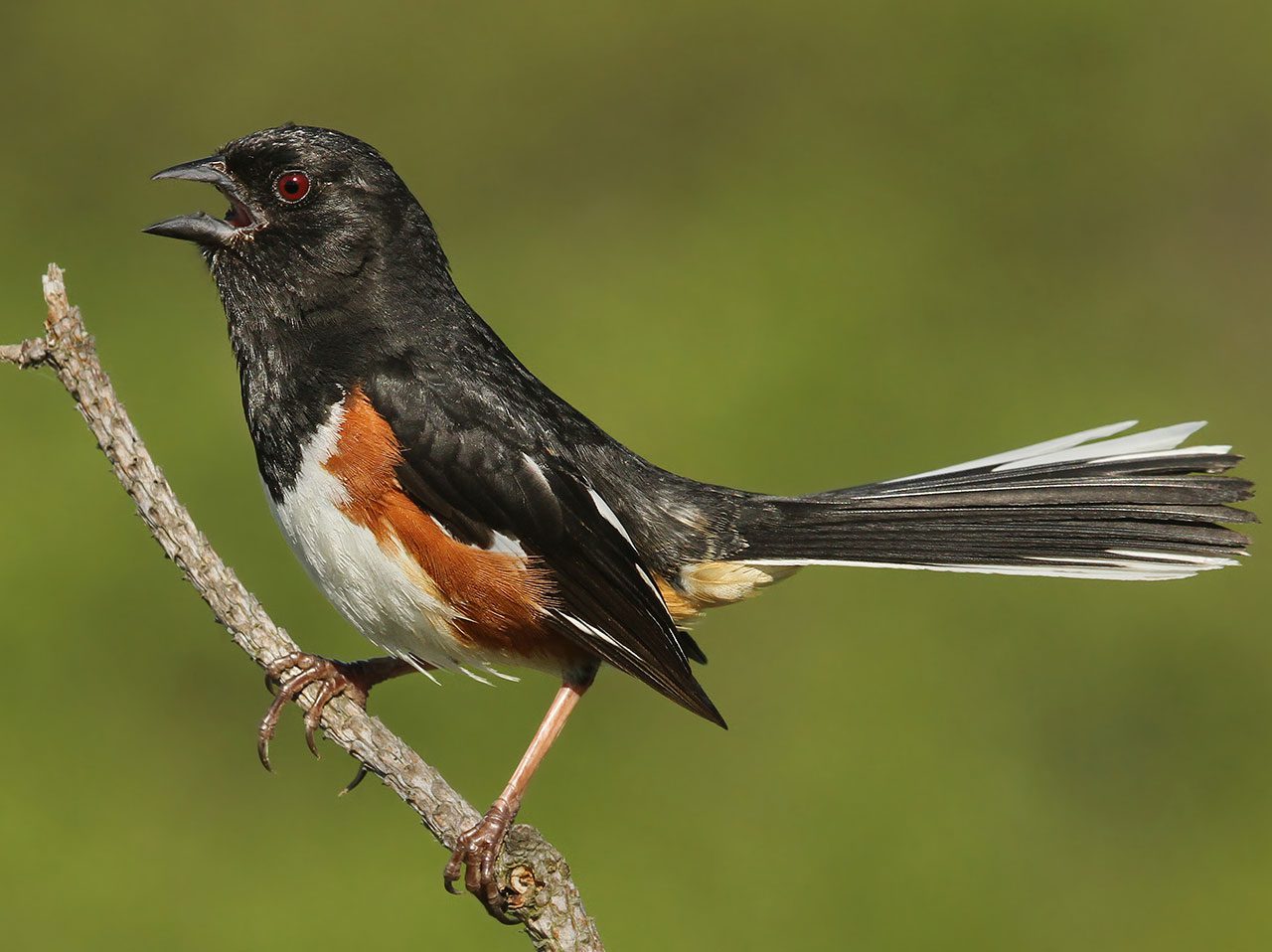 Two Tips for Telling a Bird’s Age by Its Molt Patterns | Living Bird ...