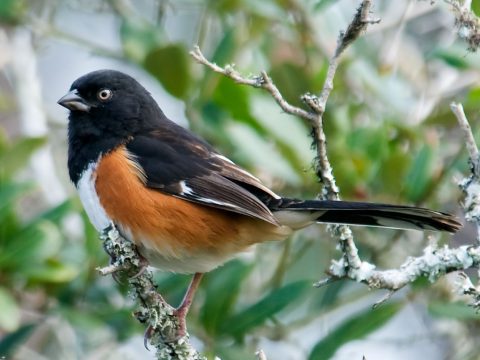 Two Tips for Telling a Bird’s Age by Its Molt Patterns | Living Bird ...