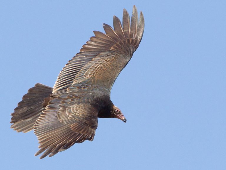 Two Tips for Telling a Bird’s Age by Its Molt Patterns | Living Bird ...