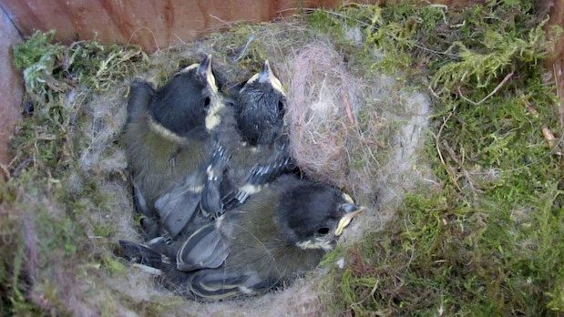 Bird-Friendly Homes | All About Birds