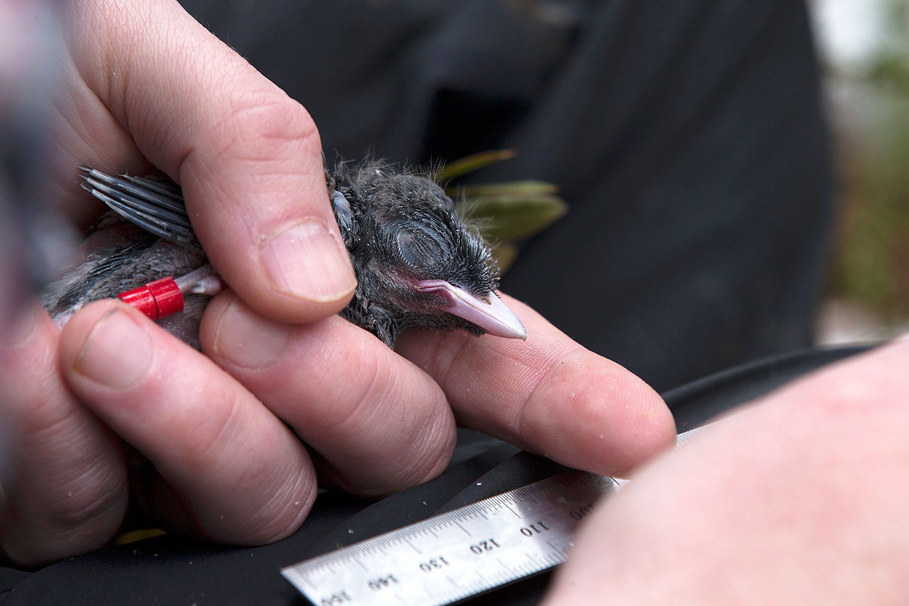 Spoiler Alert: Can Gray Jays Survive Warmer Weather? | Living Bird ...