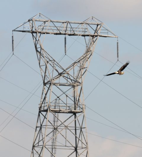 Analysis: Reinterpretation of Migratory Bird Treaty Act Runs Counter to ...