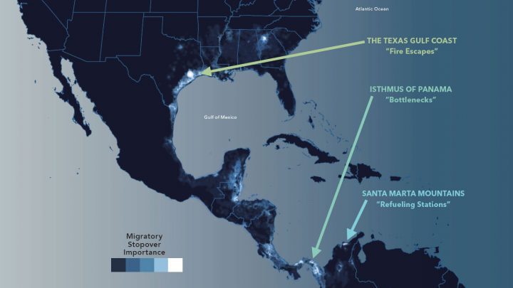 The Basics of Bird Migration: How, Why, When, and Where | All About Birds