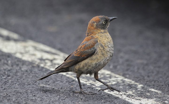 Rusty Blackbirds are Rising from Obscurity but Falling in Number ...