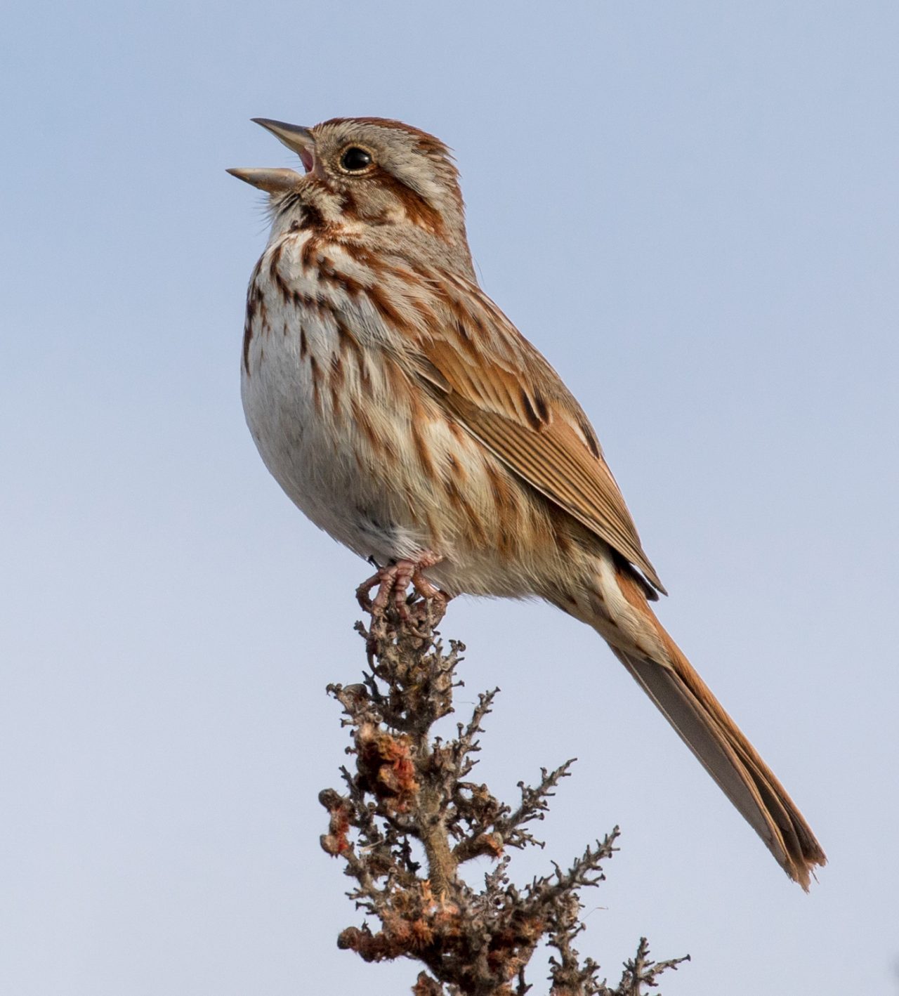 Many Female Birds Sing Beautiful Songs—All We Have To Do Is Listen ...
