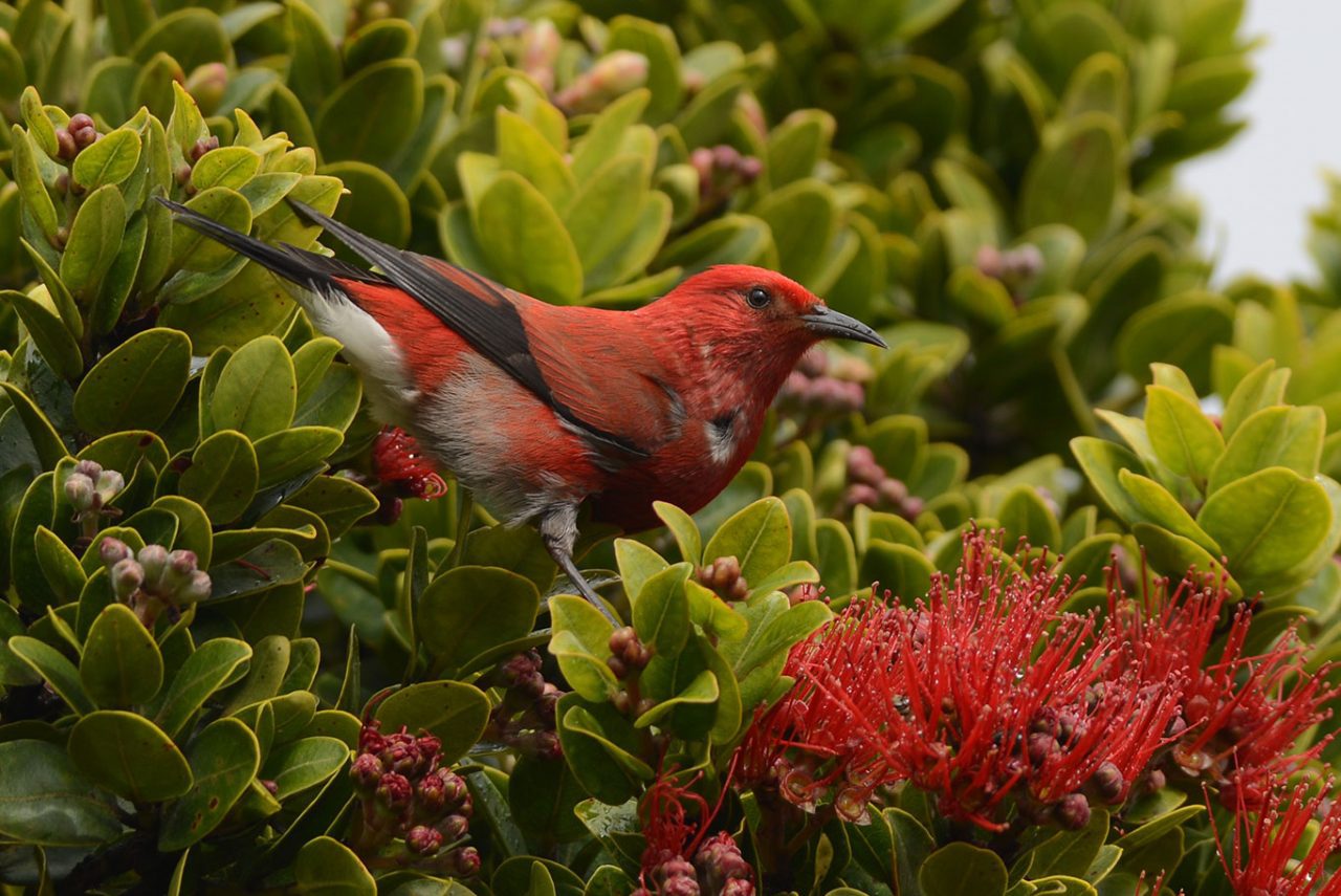 Keeping Hope Alive For Hawaii’s Iiwi | Living Bird | All About Birds