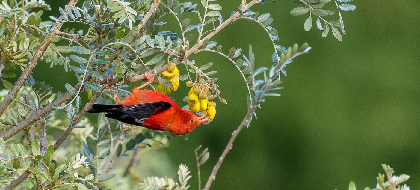 Keeping Hope Alive For Hawaii’s Iiwi | Living Bird | All About Birds