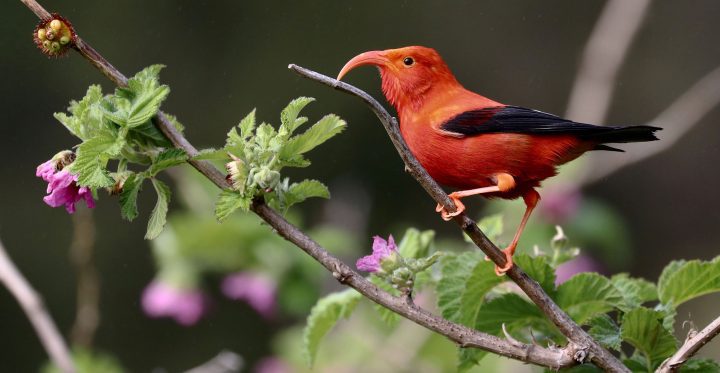 Keeping Hope Alive For Hawaii’s Iiwi | Living Bird | All About Birds