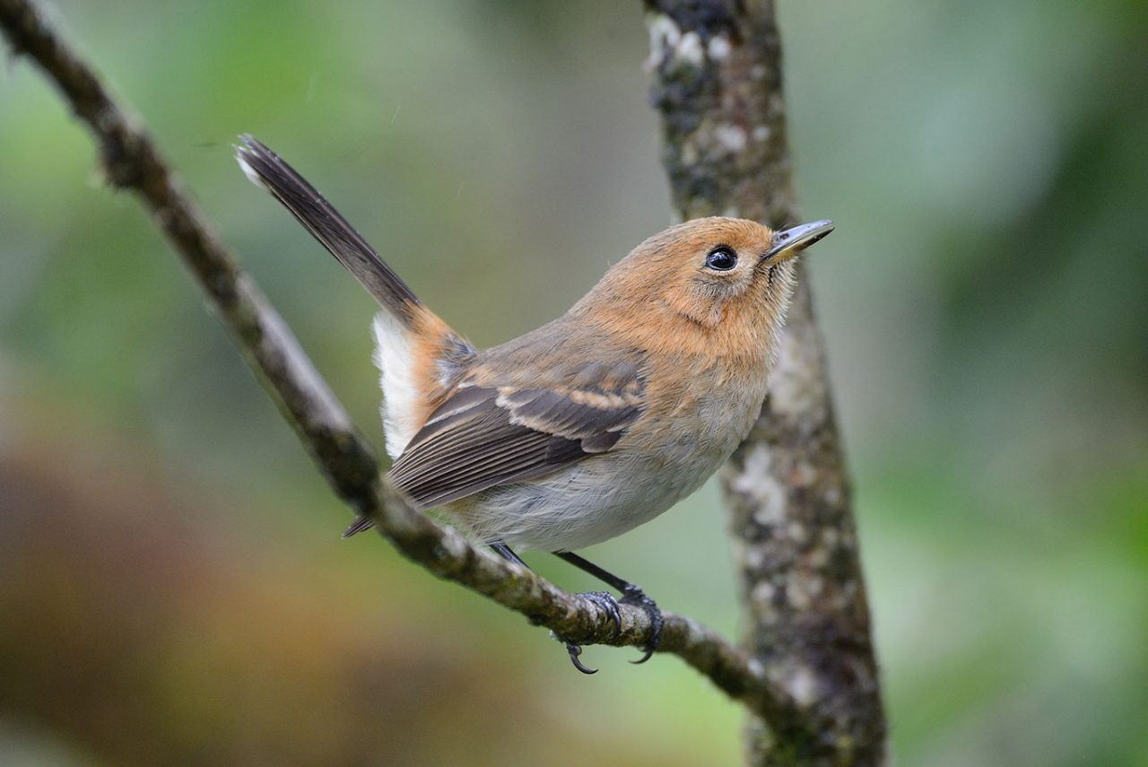 Keeping Hope Alive For Hawaii’s Iiwi | Living Bird | All About Birds