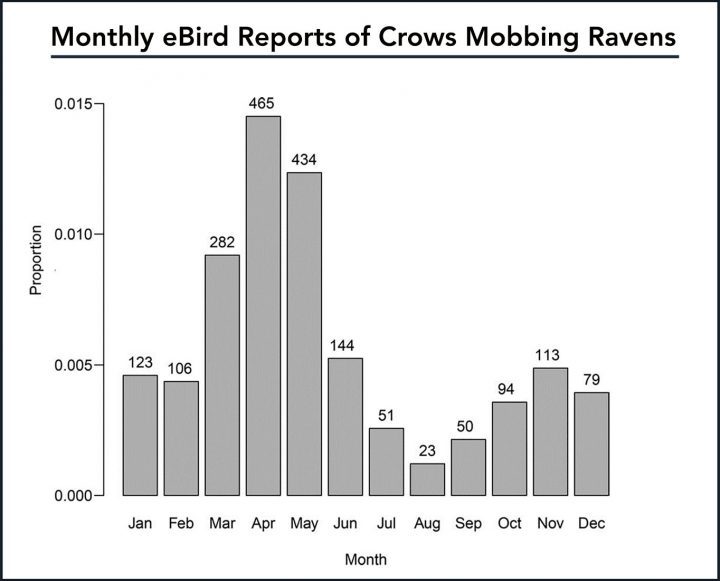 Crows Have a Mob Mentality Toward Ravens | All About Birds