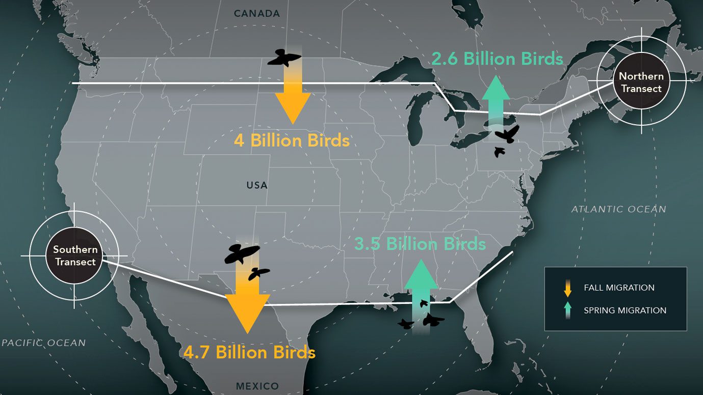 Is Bird Migration Getting More Dangerous? | Living Bird | All About Birds