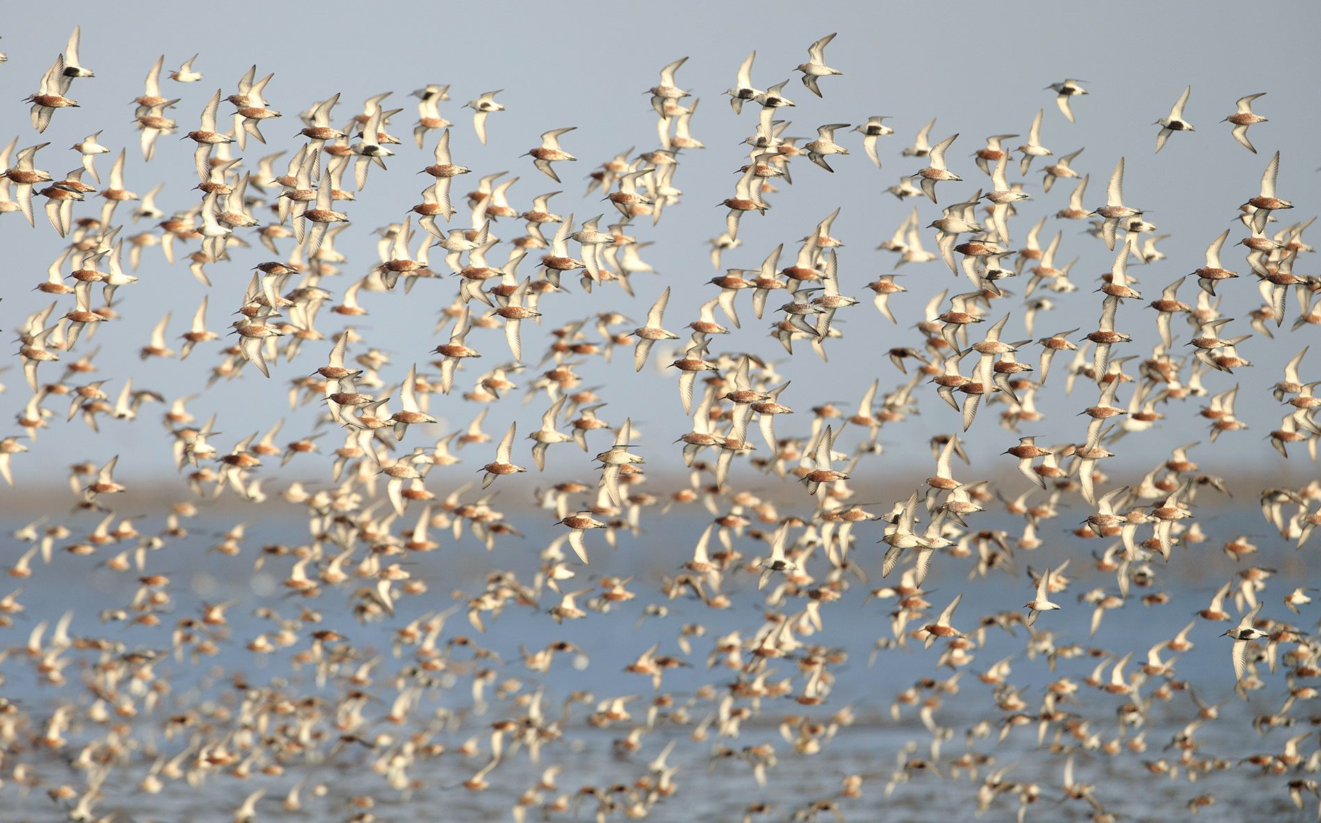 Losing Ground: What’s Behind the Worldwide Decline of Shorebirds ...