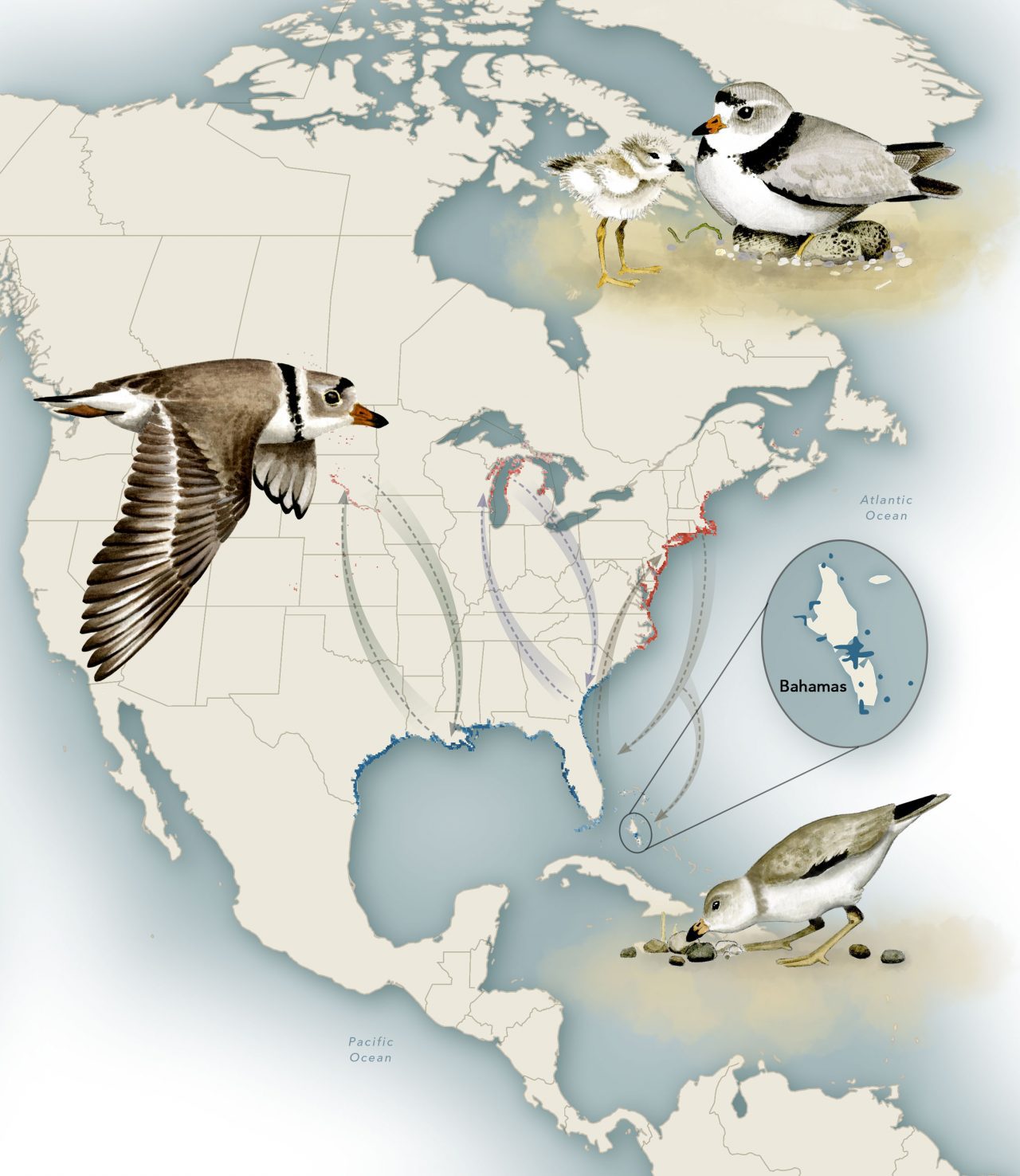 Bird Migration Guides: Ultimate Tips for Spotting Seasonal Travelers ...
