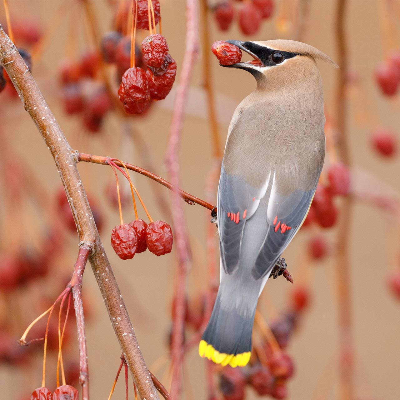 Beyond Range Maps: New eBird Maps Reveal Bird Abundance and Movements ...