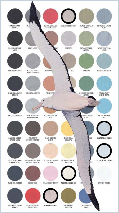 Wall of Birds Artist Jane Kim Creates an “Avian Pantone” [Book Excerpt ...