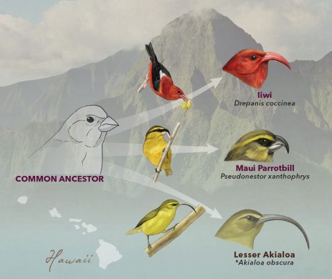 Why Evolution Goes Wild on Islands: The Science of Adaptive Radiation ...