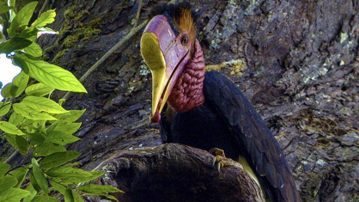 Why Do We Feed Birds—and Should We? A Q&A With the Experts | Living ...