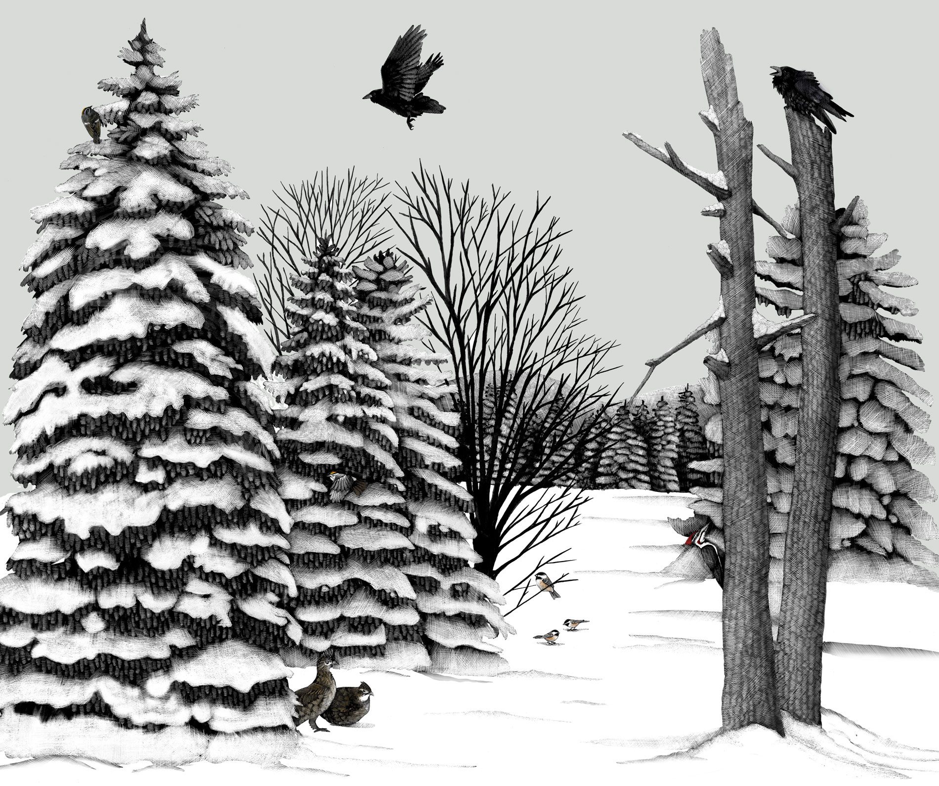 How Do Birds Survive the Winter? | Living Bird | All About Birds