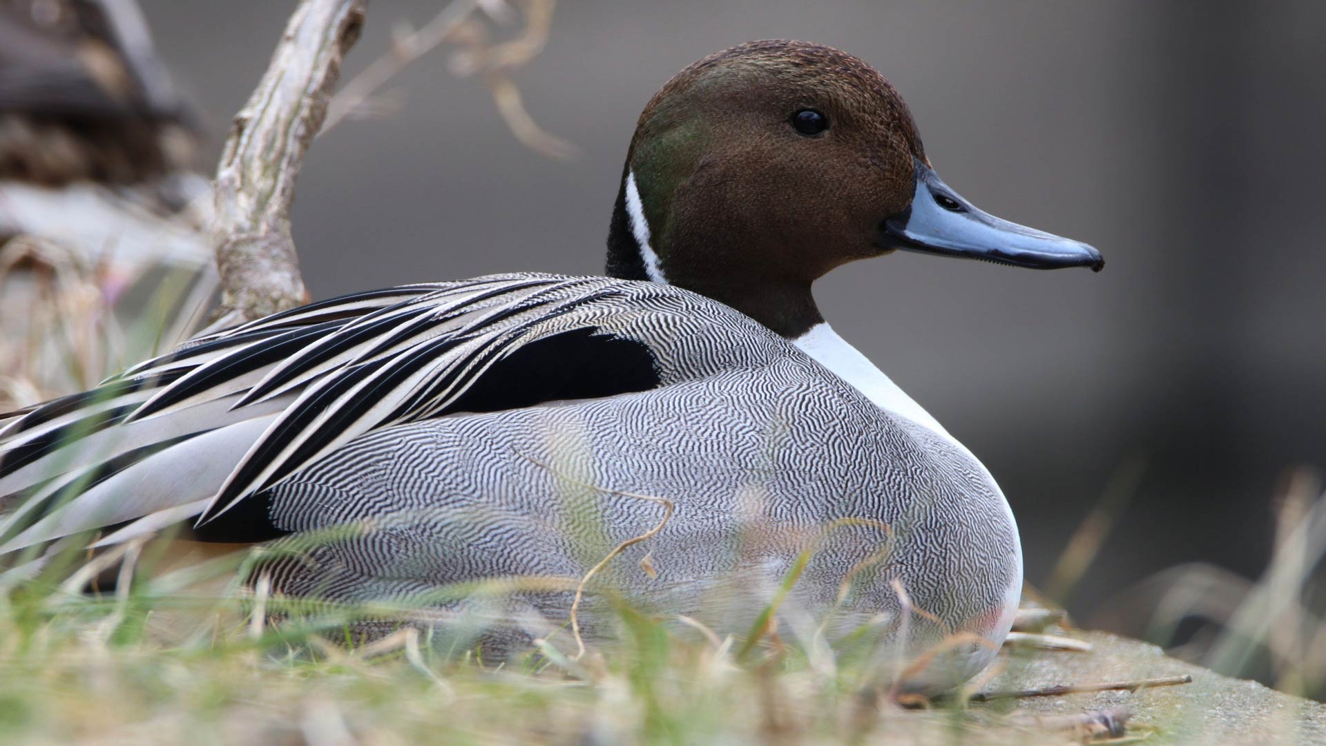 Birds Pictures Pintail