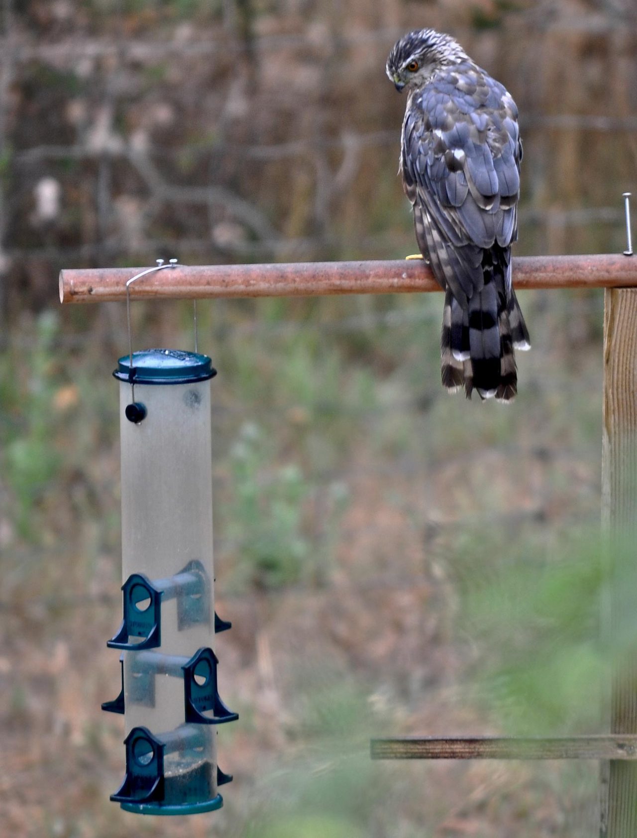 Seeing More Hawks in Your Yard? It’s Not Your Imagination | All About Birds