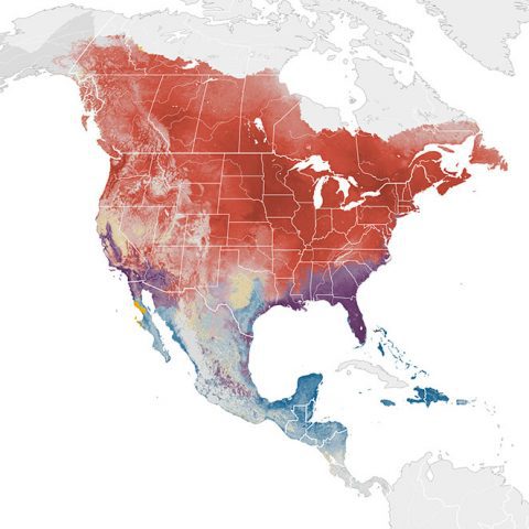 Bird Profile: the Common Yellowthroat | Living Bird | All About Birds