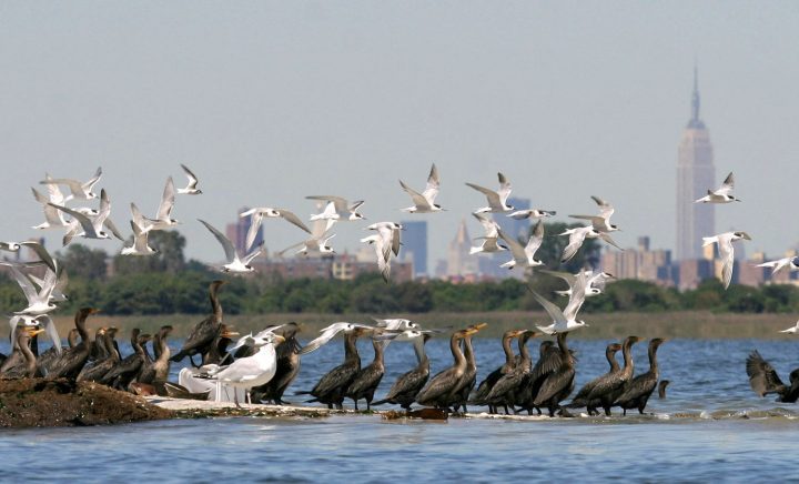 City Birding Escapes: Where to Go and What to See in New York City ...