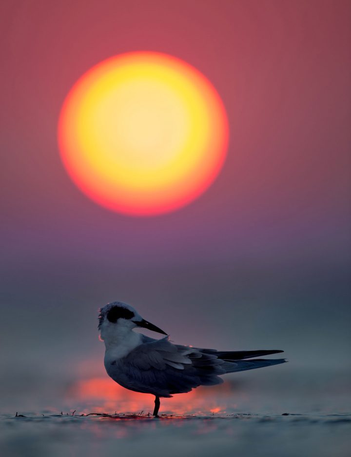 Gallery: Sunset on the Jersey Shore | Living Bird | All About Birds