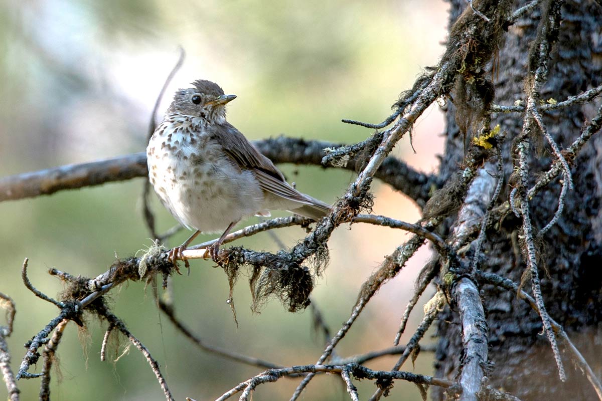 Old Flames: The Tangled History of Forest Fires, Wildlife, and People ...