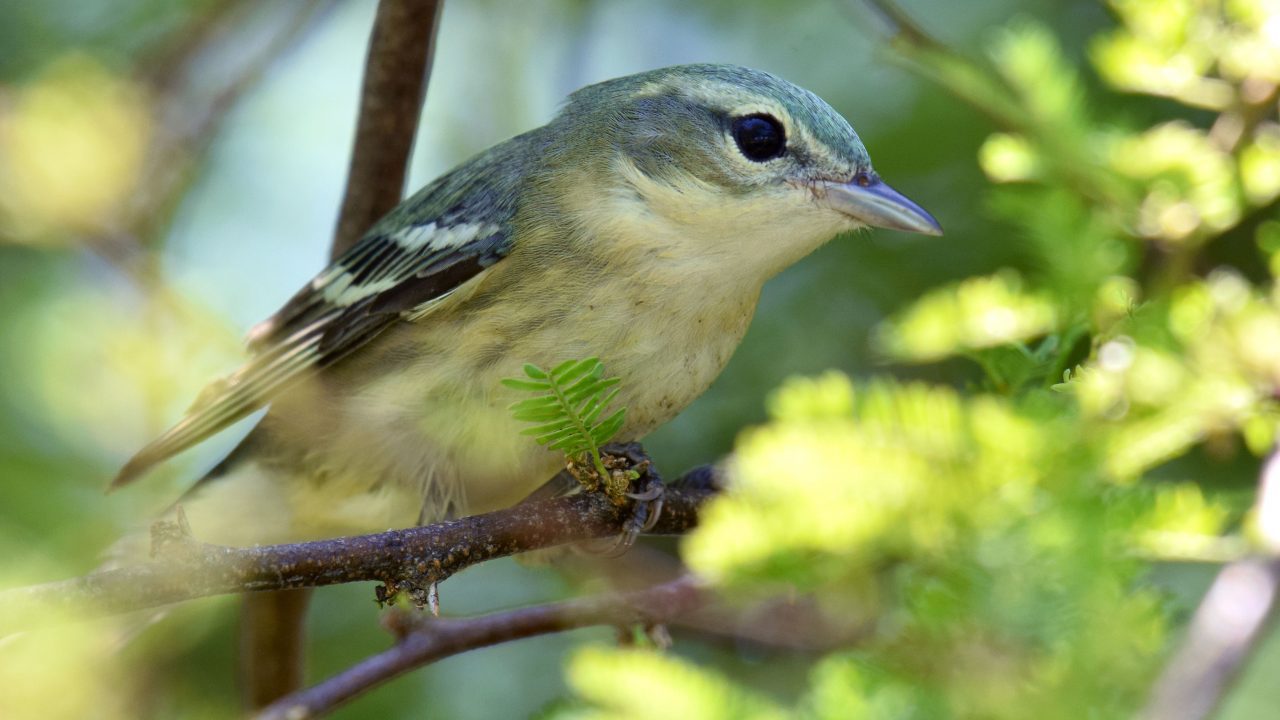 Female Cerulean Warbler Recorded Singing in Indiana