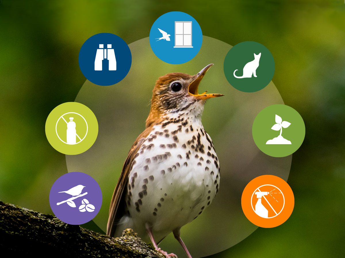 Advances in window safety come to the cornell lab and cornell campus ...