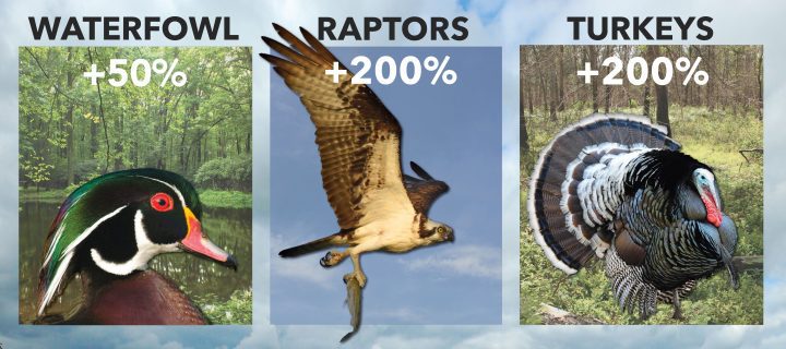 Vanishing: More Than 1 in 4 Birds Has Disappeared in the Last 50 Years ...