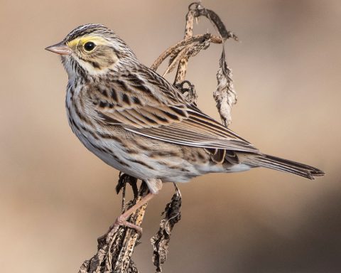 Learn How to ID These 5 Confusing Streaked Sparrows | Living Bird | All ...