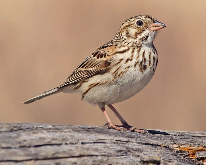 Learn How to ID These 5 Confusing Streaked Sparrows | Living Bird | All ...