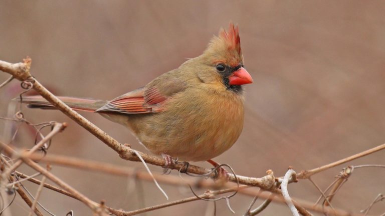 About the Cornell Lab of Ornithology | All About Birds