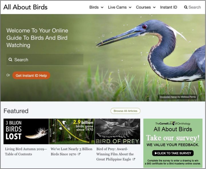 Introducing Our New Bird Cams Site and All About Birds "Refresh" | All ...