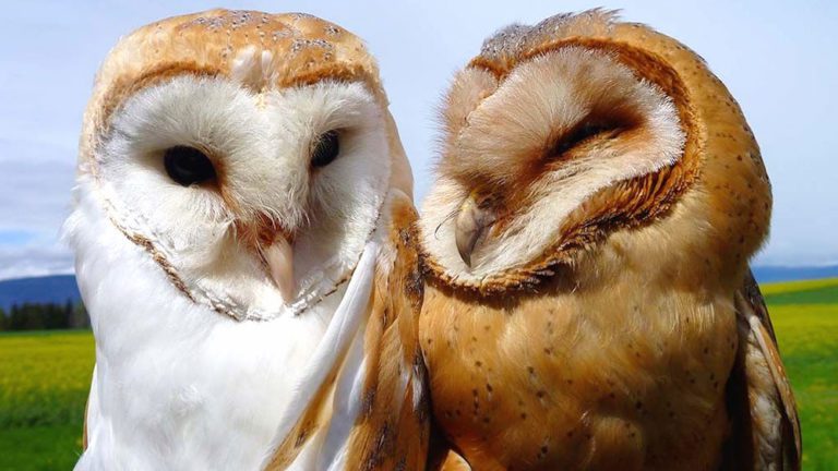 Listen In on the Distinctive Voices of Owls | All About Birds