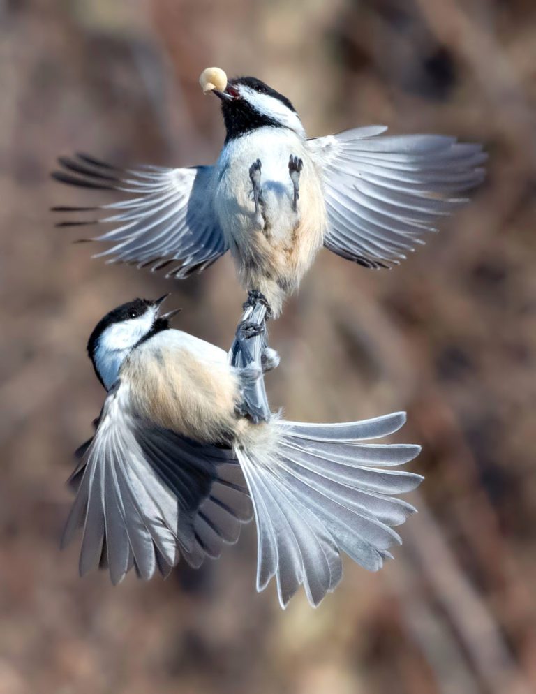 Gallery: Chickadees Tussle Over a Peanut | Living Bird | All About Birds